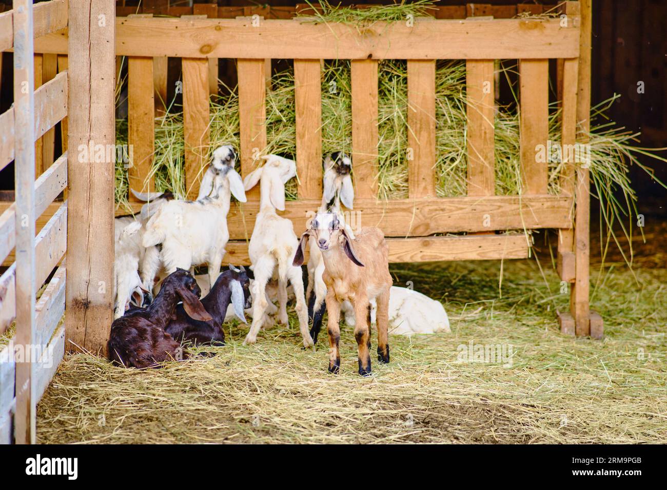 The domestic animals on the farm, including the goats, rely on the ...