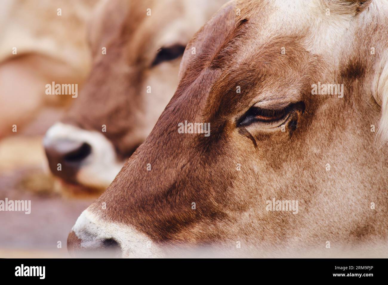 The brown calf in the barn are being bothered by flies and other ...