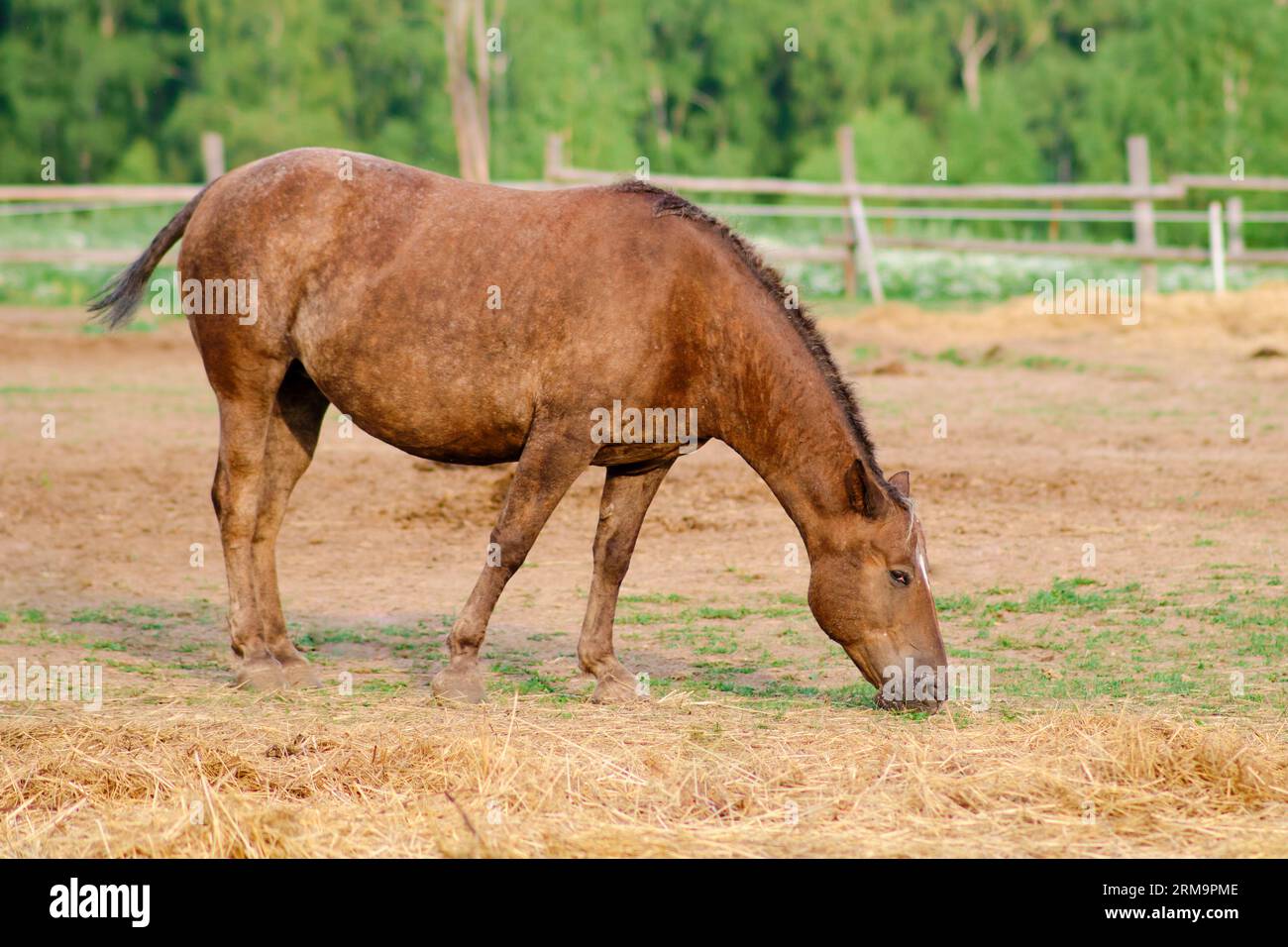 The farm animals, horses, dine on the nutritious hay bales in the ...