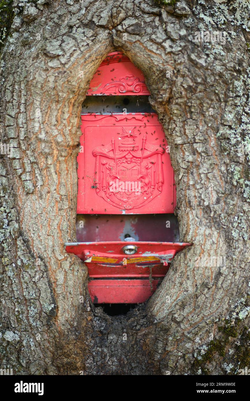 Oak Tree trunk grown around a classic old style red mailbox Stock Photo ...
