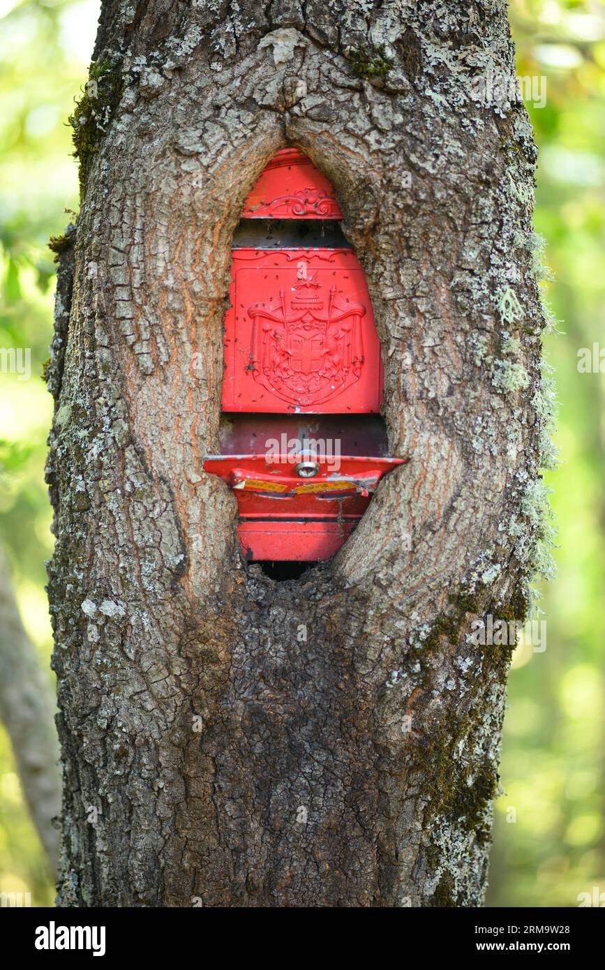Oak Tree trunk grown around a classic old style red mailbox Stock Photo ...