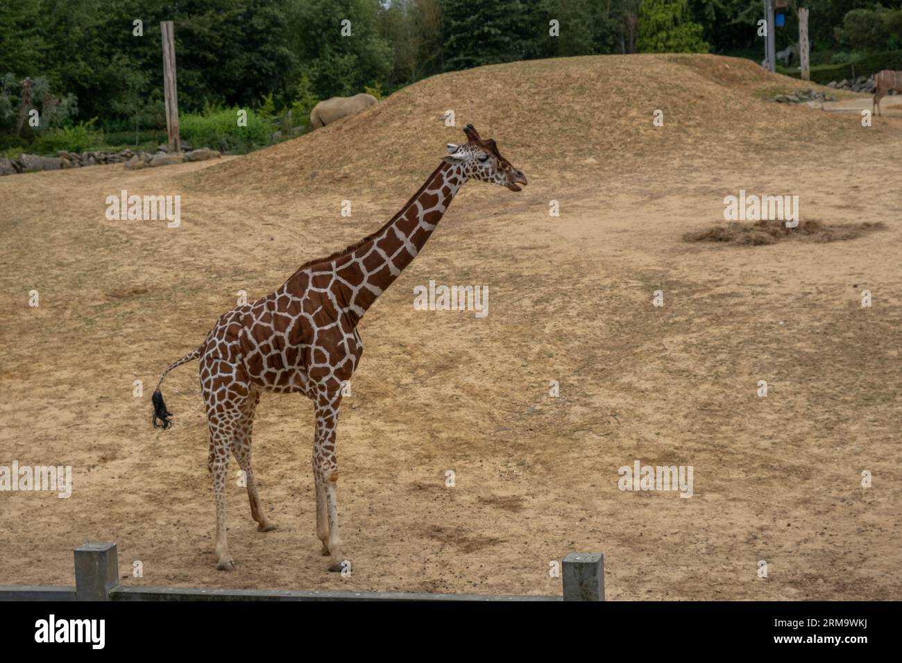 Captive giraffe (“Giraffa”) in an enclosure in Colchester zoo Stock ...