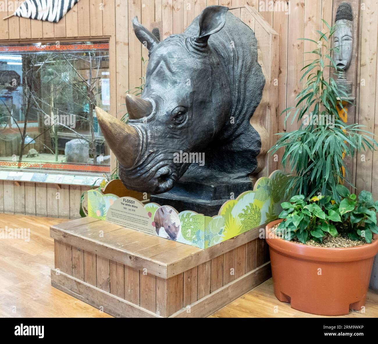 Fake plastic rhinoceros head model mounted on a wooden wall on display ...