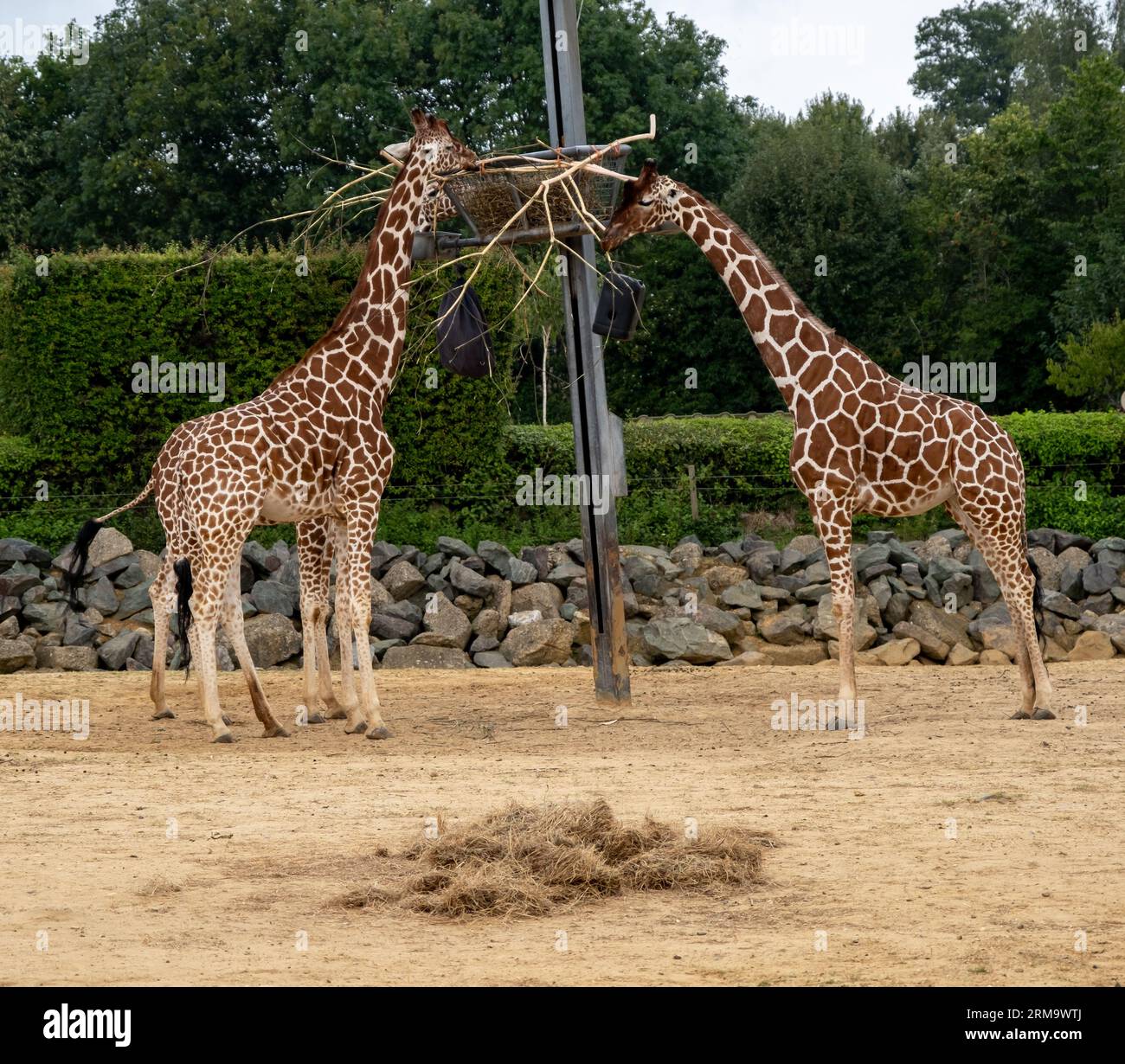 A pair of captive giraffes (“Giraffa”) outside feeding in a dusty and ...