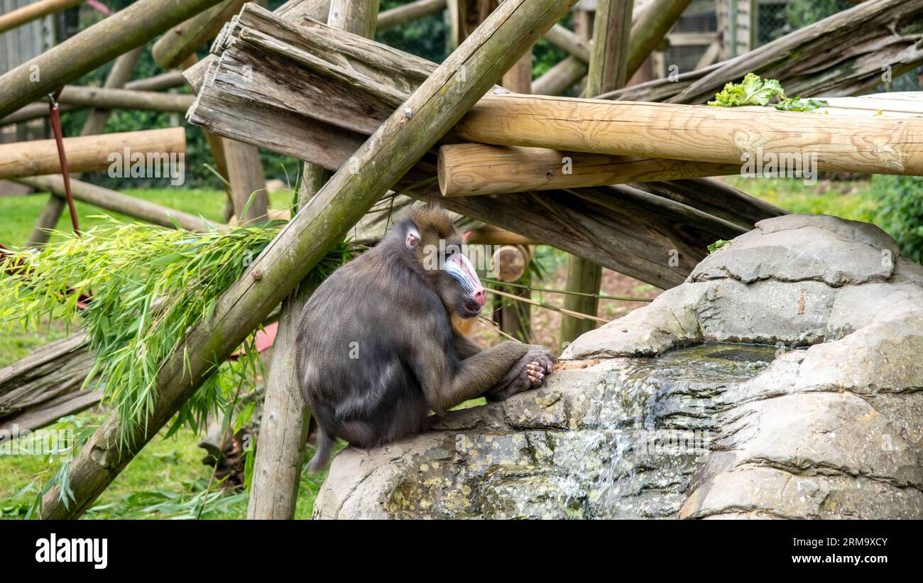 A captive mandrill monkey (“Mandrillus Sphinx”) sitting on a rock in an ...