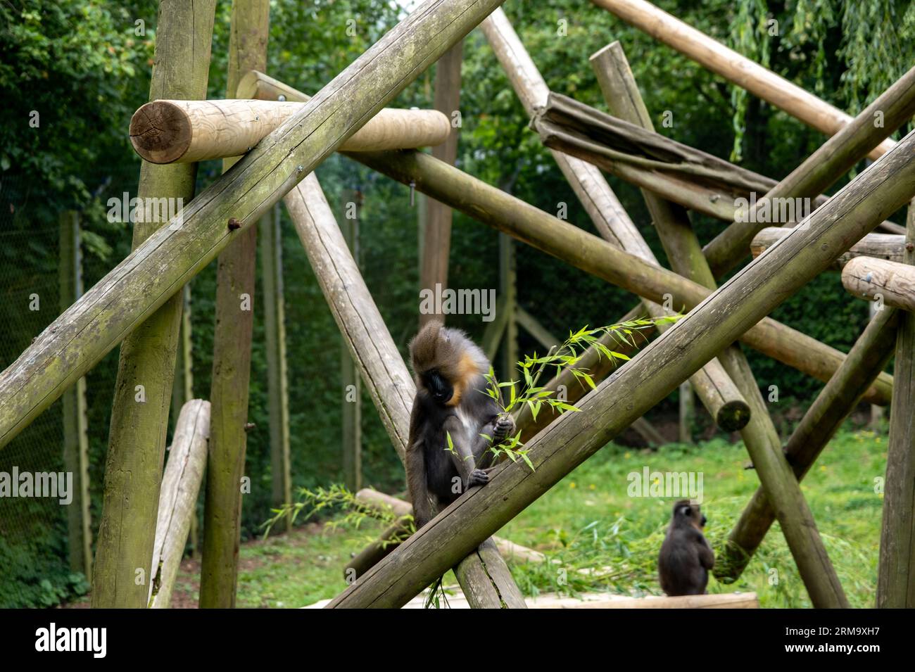 A captive mandrill monkey (“Mandrillus Sphinx”) sitting on a rock in an ...