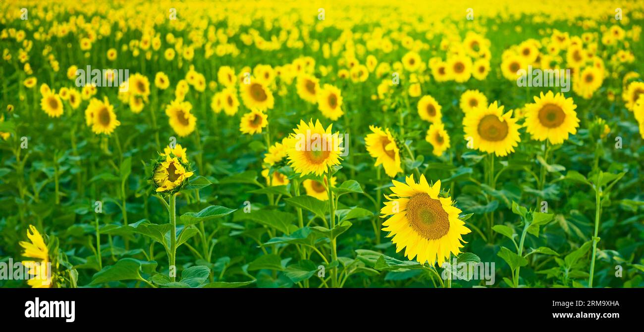 Idea image advertising sunflower and vegetable oil. Sunflower fields ...