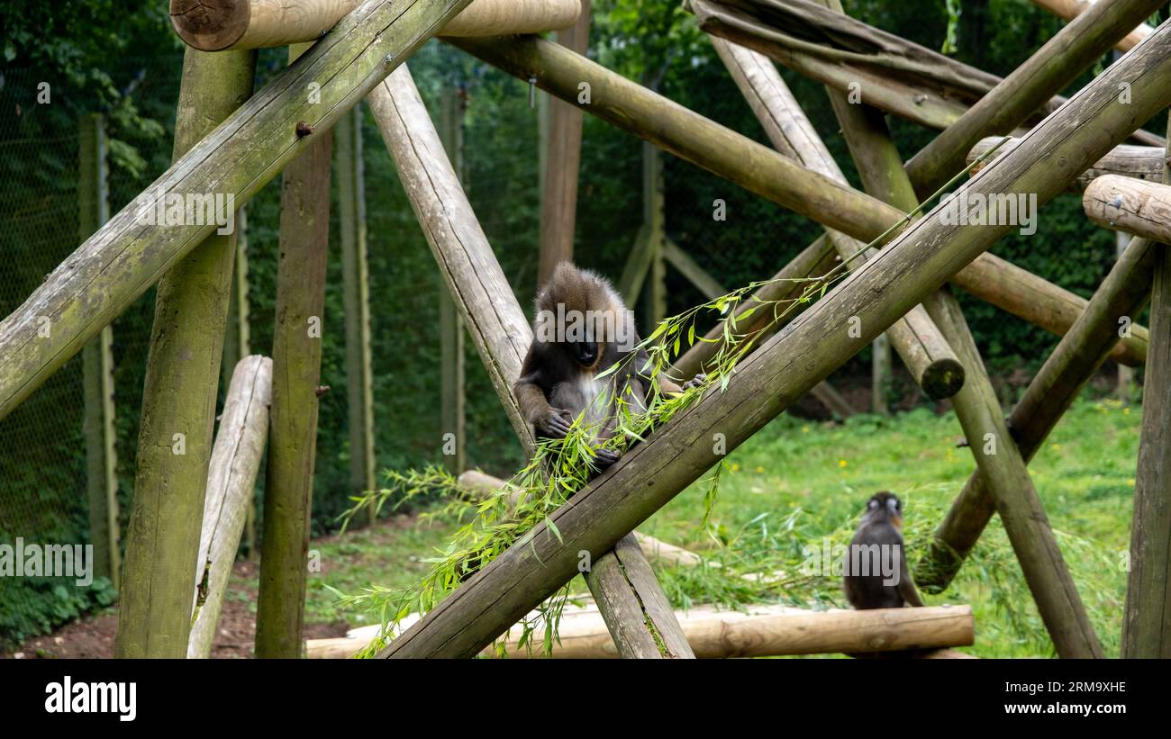 A captive mandrill monkey (“Mandrillus Sphinx”) sitting on a rock in an ...