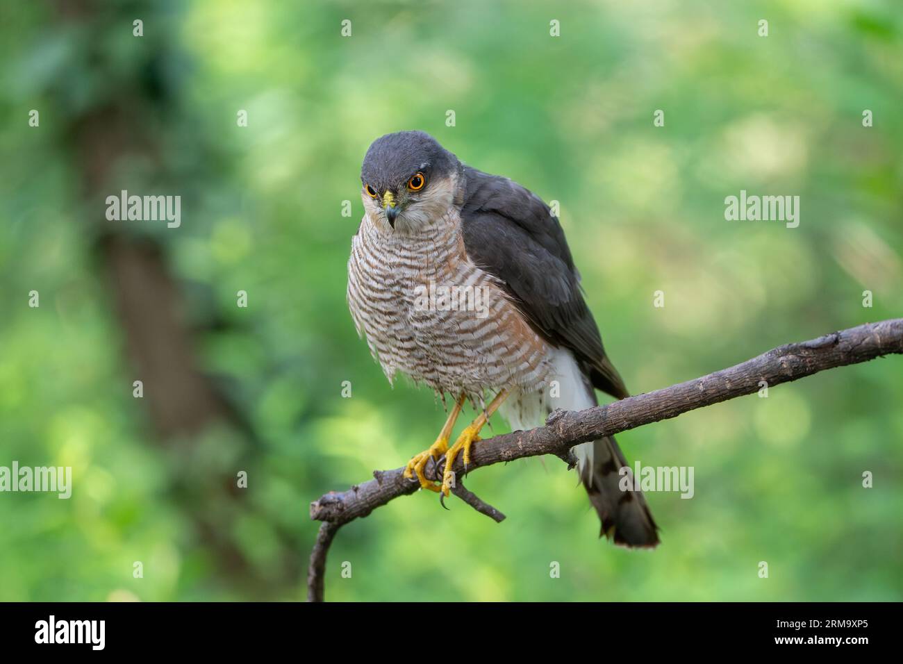 Eurasian sparrowhawk closeup (Accipiter nisus), italy Stock Photo - Alamy