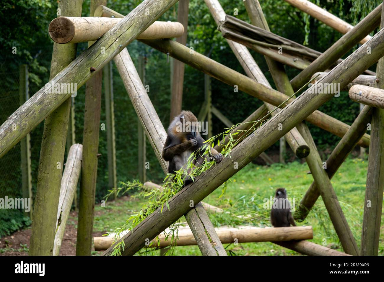 A captive mandrill monkey (“Mandrillus Sphinx”) sitting on a rock in an ...
