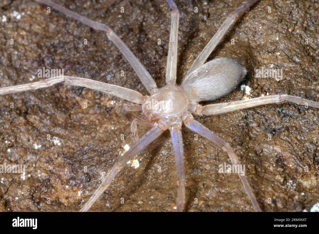 (140605) -- PHNOM PENH, June 5, 2014 (Xinhua) -- The picture released ...