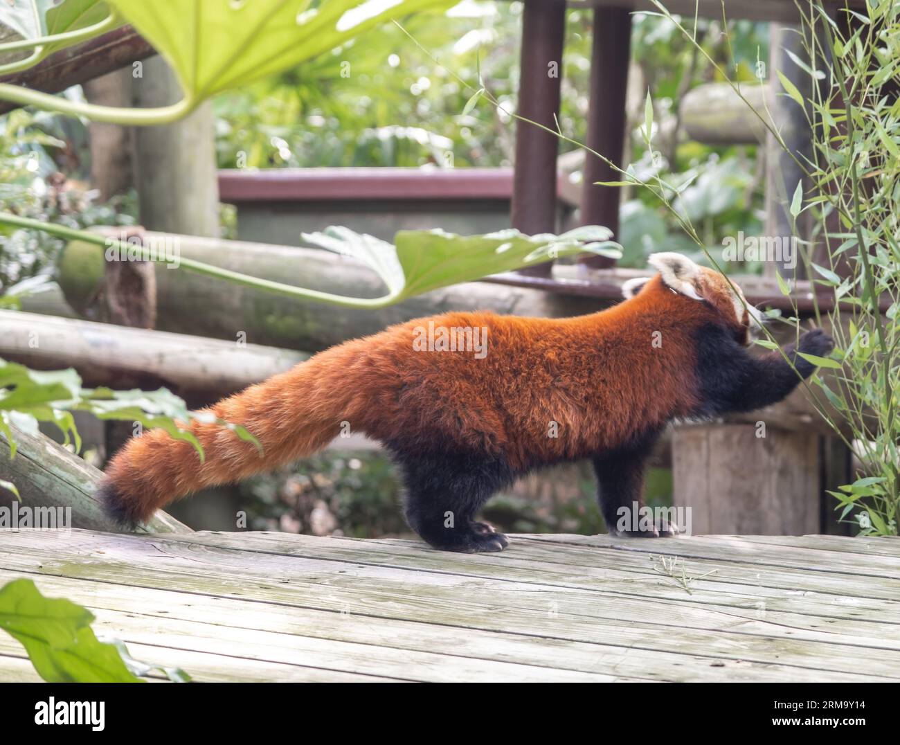 A captive red panda (Ailurus fulgens) chomping away on some foliage in ...