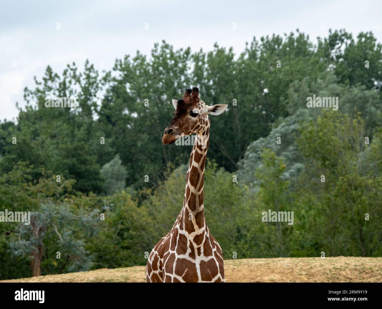 Captive giraffe (“Giraffa”) in an enclosure in Colchester zoo Stock ...