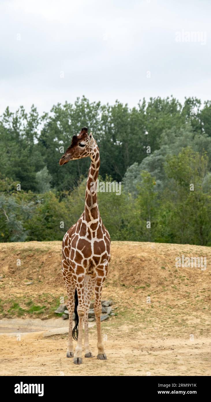 Captive giraffe (“Giraffa”) in an enclosure in Colchester zoo Stock ...