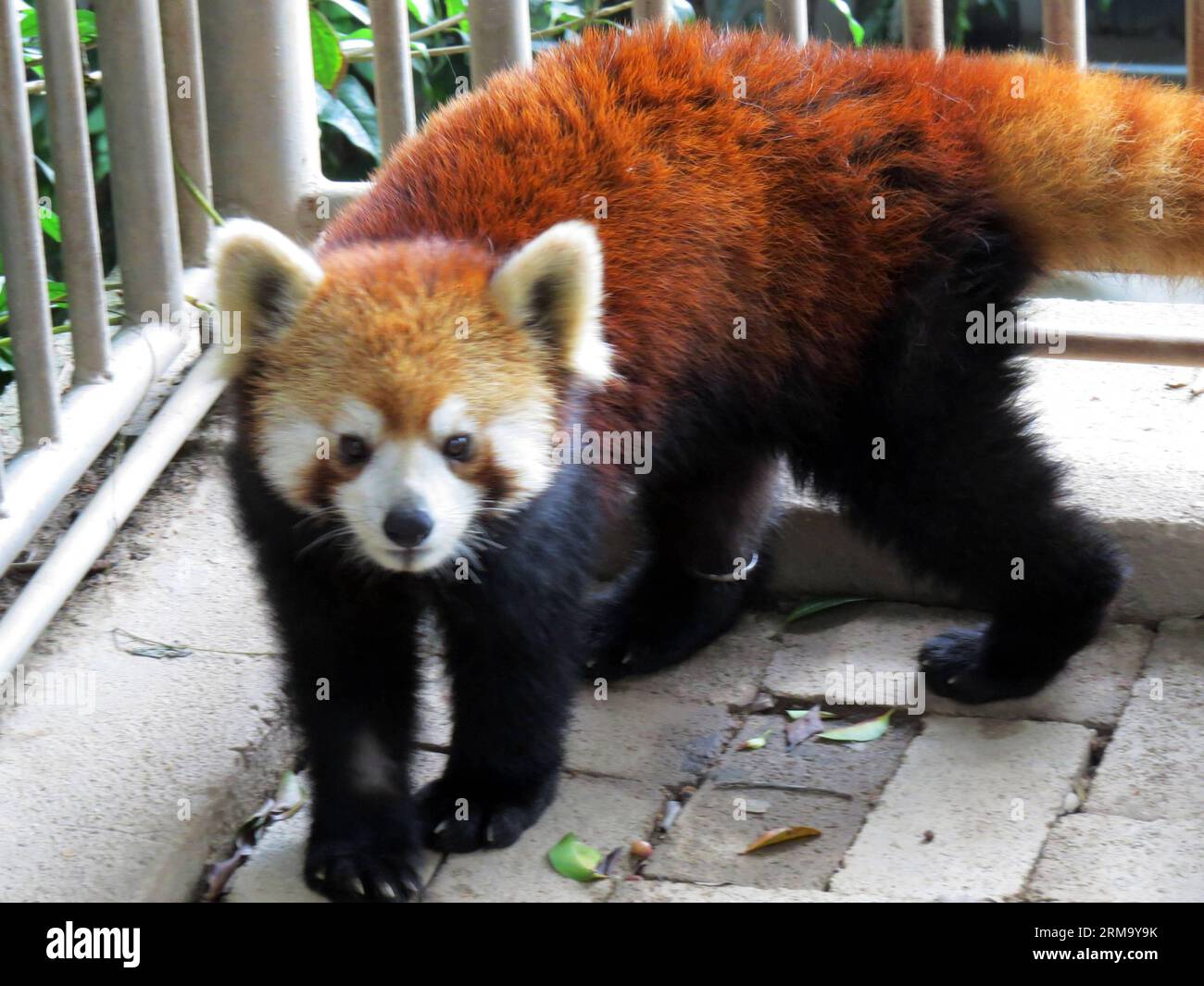 (140606) -- TAIPEI, June 6, 2014 (Xinhua) -- Red panda Mei Ke is seen ...