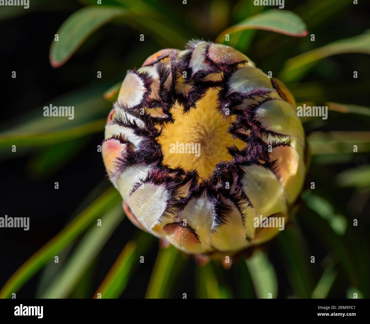 Prote nwriifolia hi-res stock photography and images - Alamy