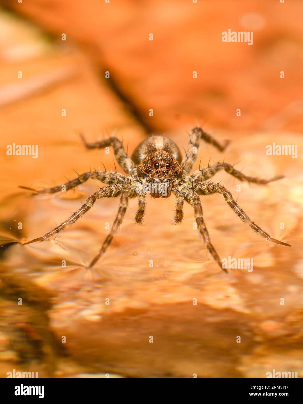 Wolf spider on water Stock Photo - Alamy