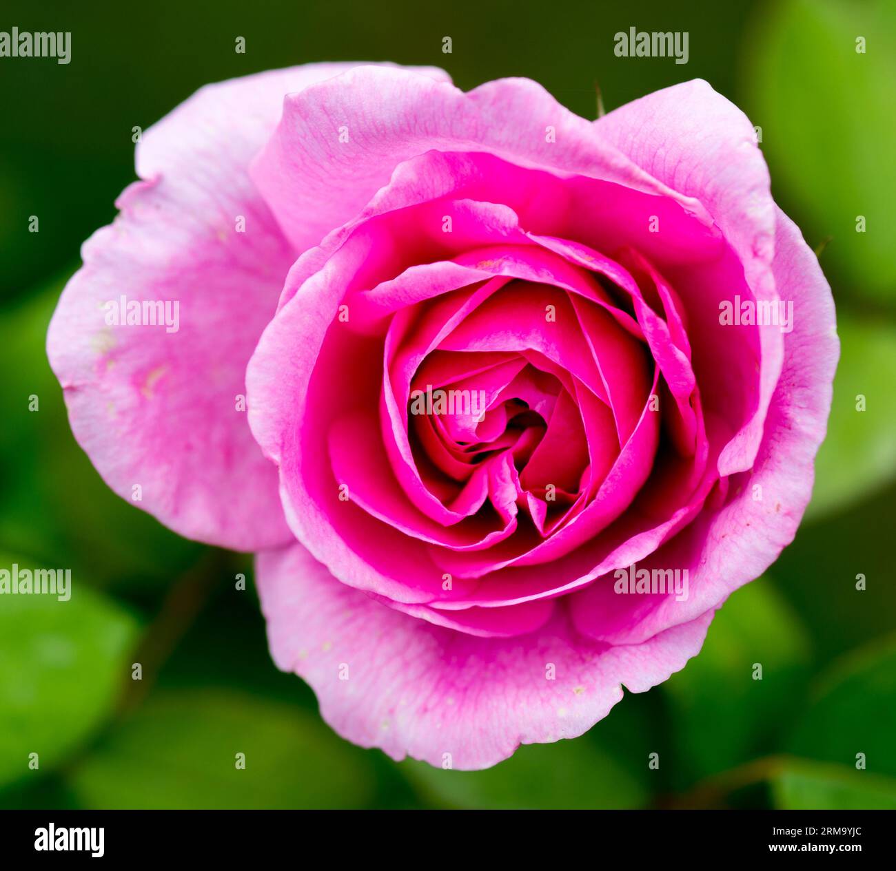 A bushy, spreading small shrub with copious dark, glossy foliage and ...