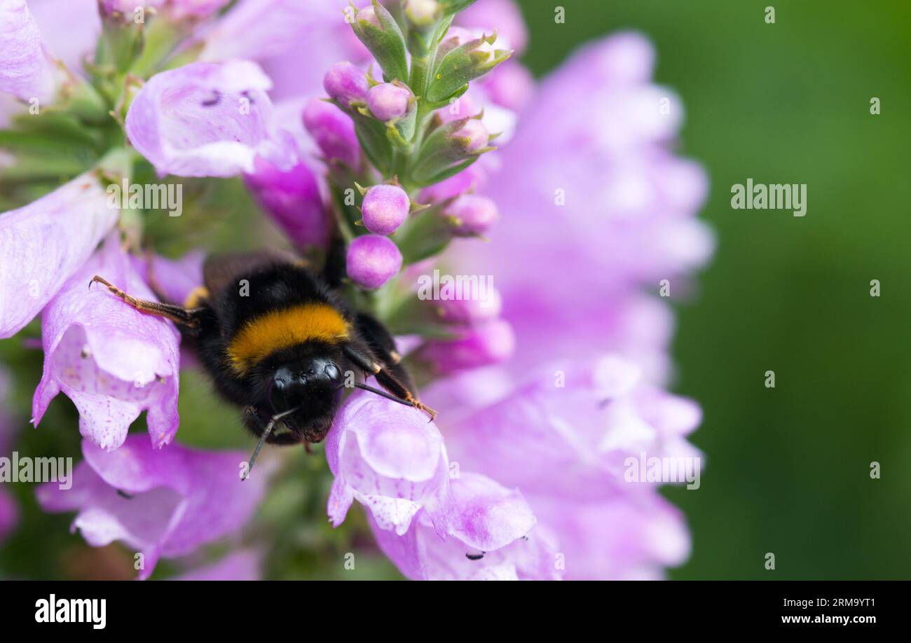 'Purple Dome' is a cultivar with an upright but domed habit that ...