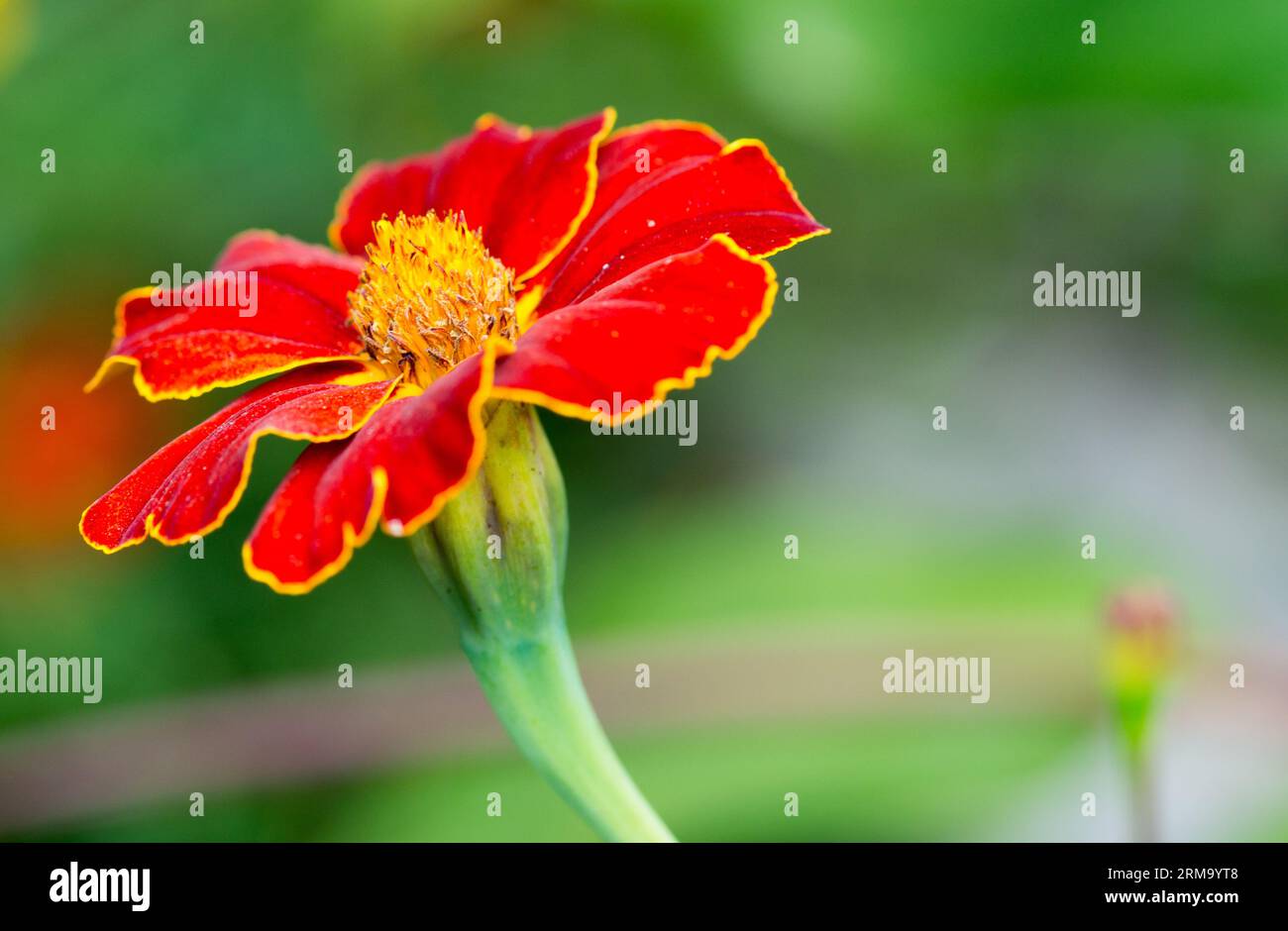 Marigold red marietta hi-res stock photography and images - Alamy