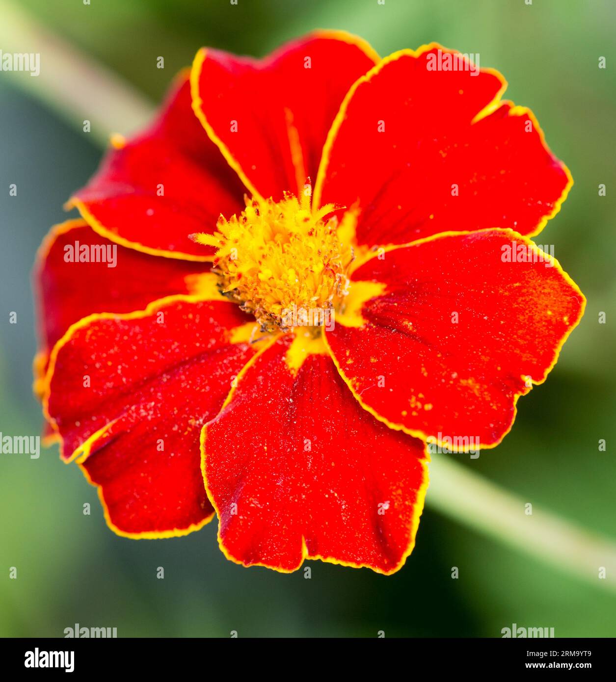 Marigold Red Marrietta Stock Photo - Alamy