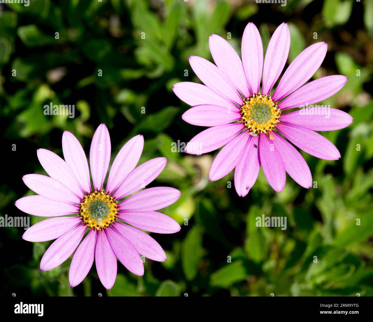 Osteospermum African Purple Daisy, A spreading evergreen perennial ...