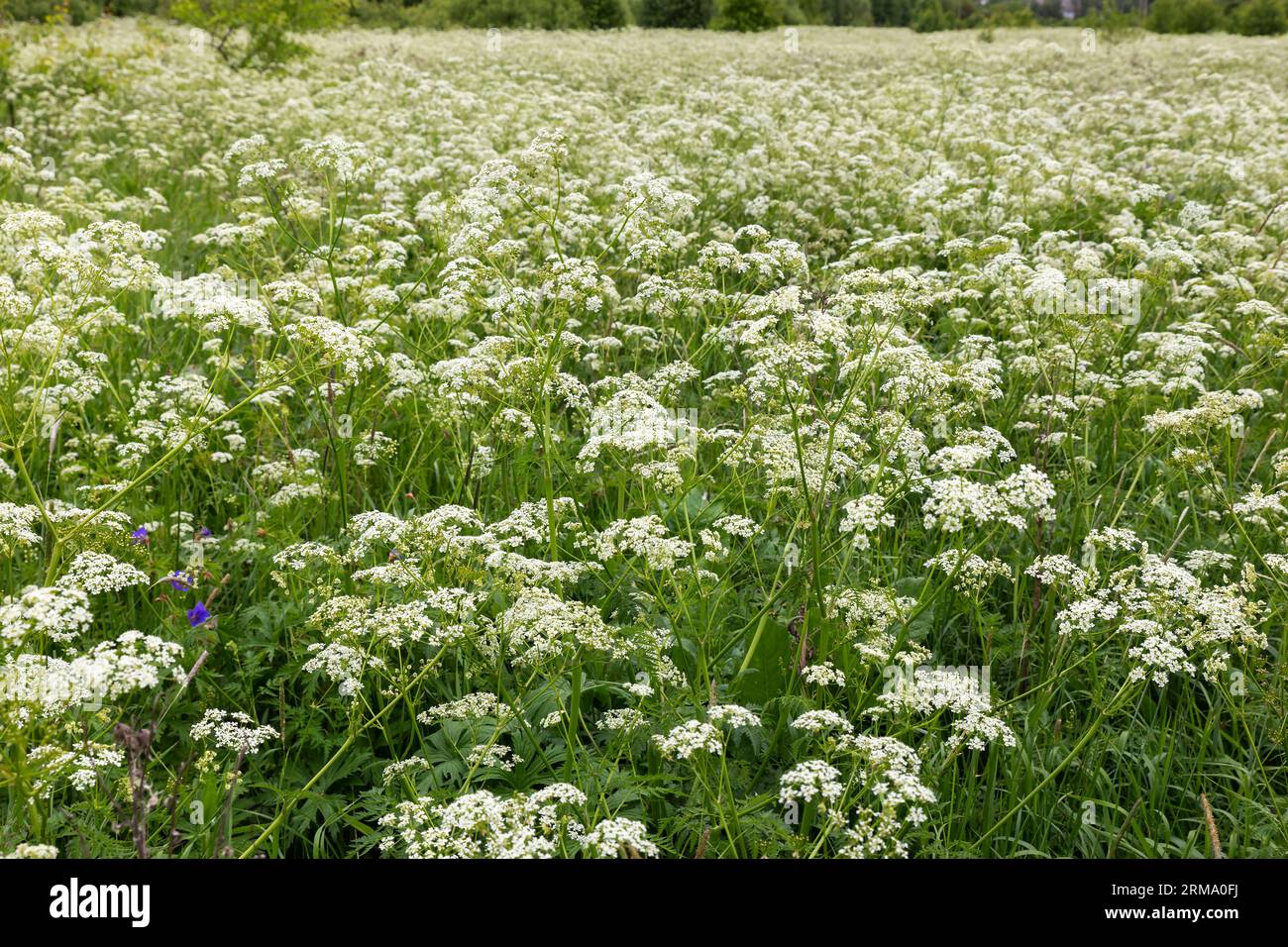 Achillea millefolium or common yarrow. Achillea millefolium flowers in ...