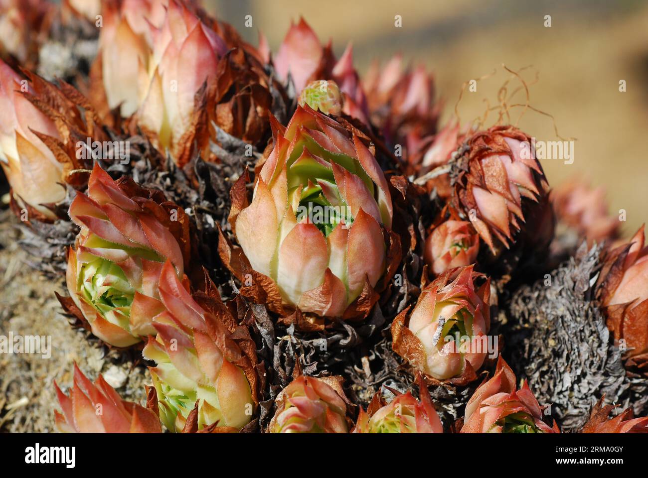 Sempervivum tectorum, Common houseleek is a species of flowering plant ...