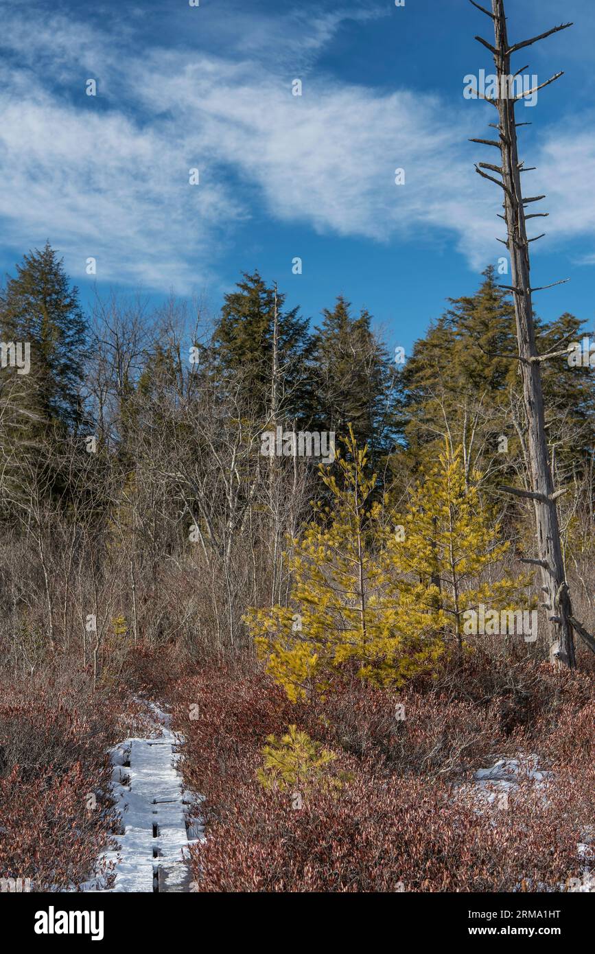 Bog bridges hi-res stock photography and images - Alamy