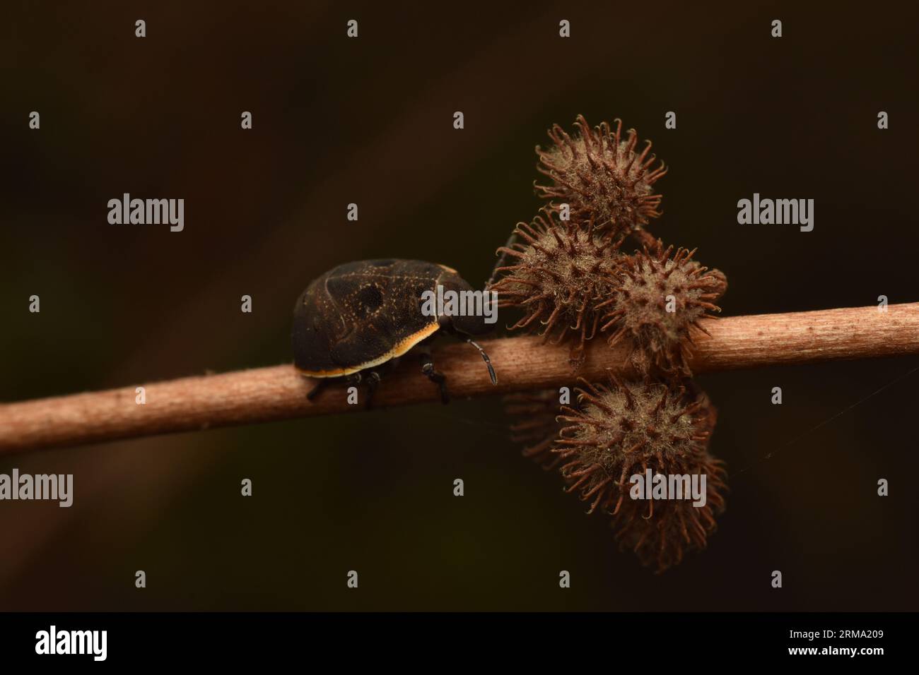 Tortoise bugs hi-res stock photography and images - Alamy