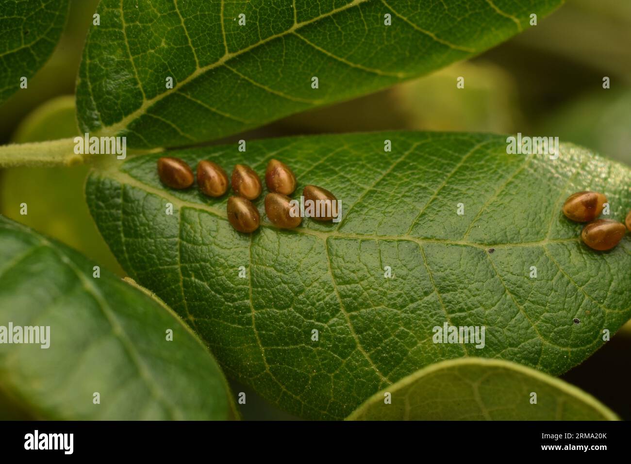 insect eggs attached on green leaf Stock Photo - Alamy