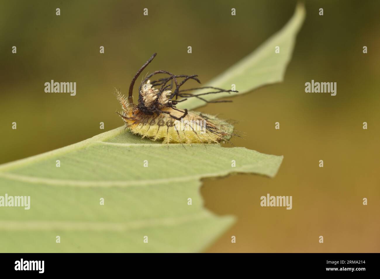 Macro photo of golden tortoise beetle larva with feces material on the ...