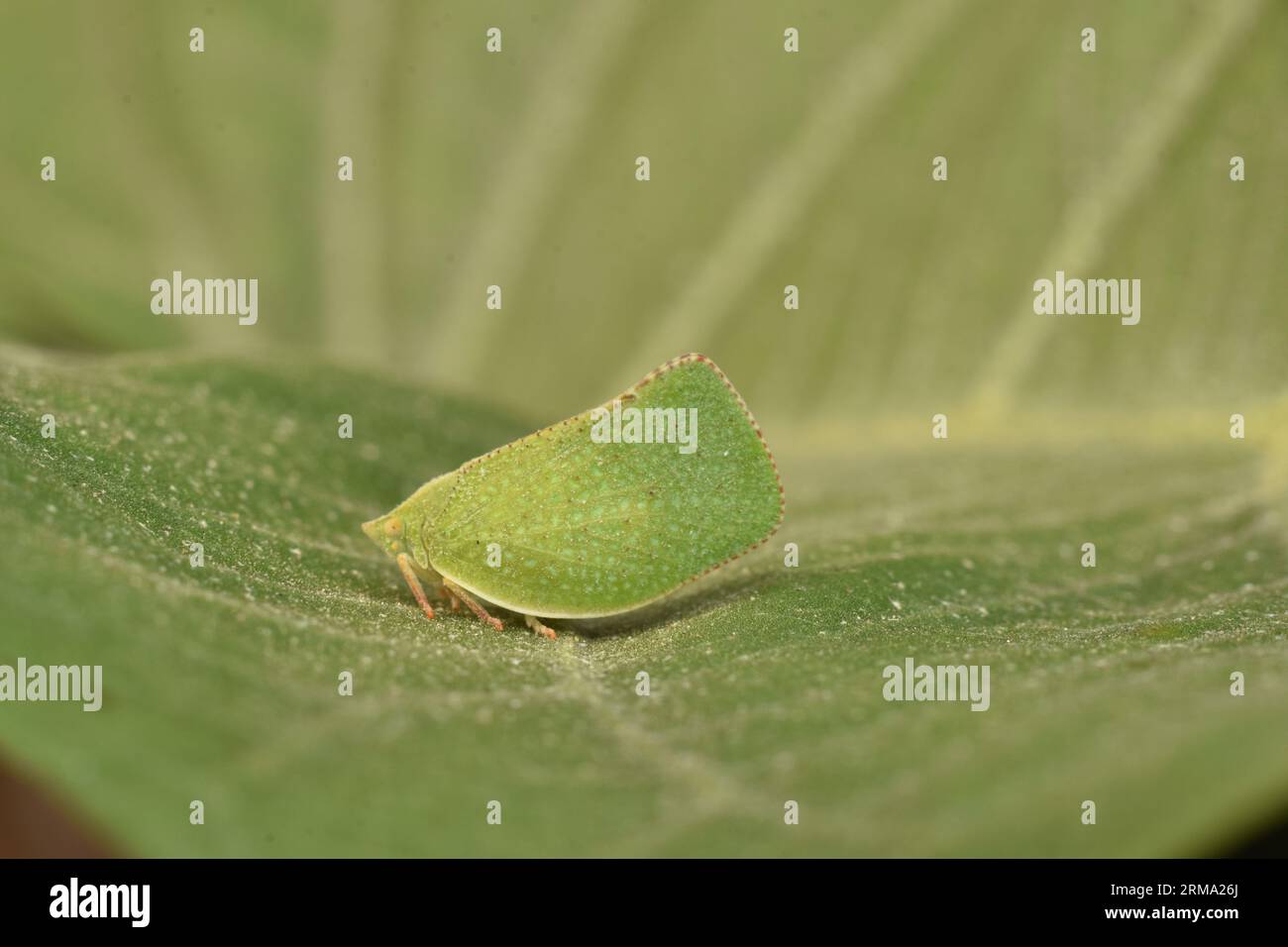 Adult stage of planthopper hi-res stock photography and images - Alamy