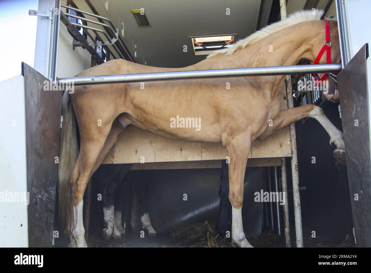 HORGOS, June 12, 2014 (Xinhua) -- An Akhal-Teke horse is seen at the ...