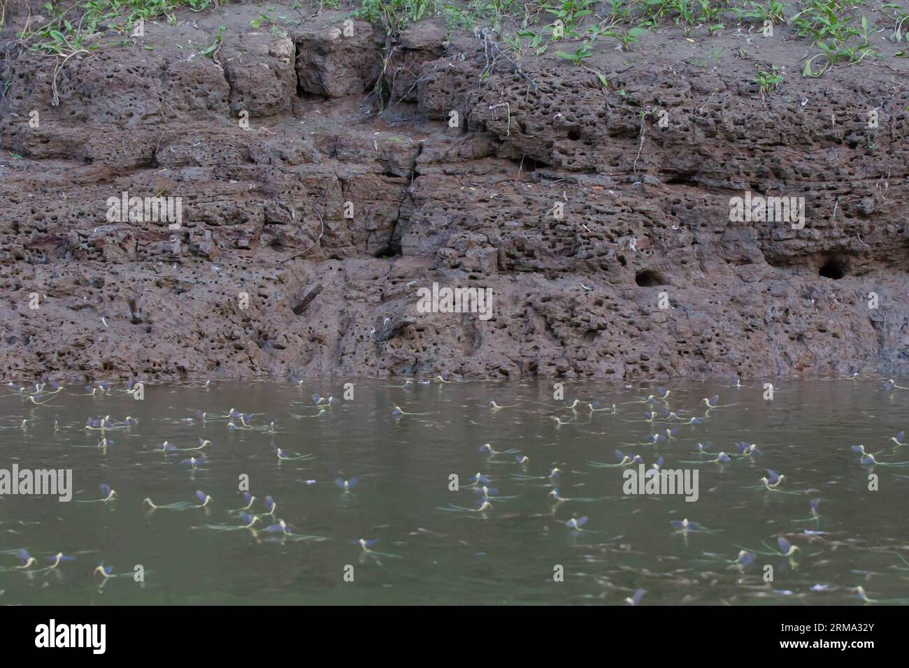Long lived insect hi-res stock photography and images - Alamy