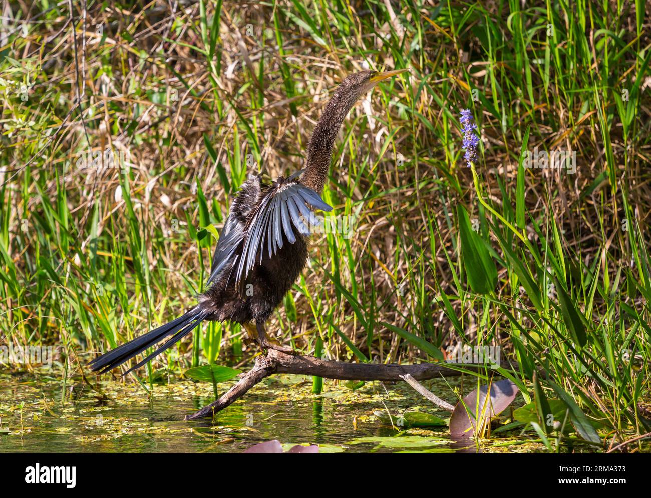 American Anhinga with chicks in the nest, Everglades National Park ...
