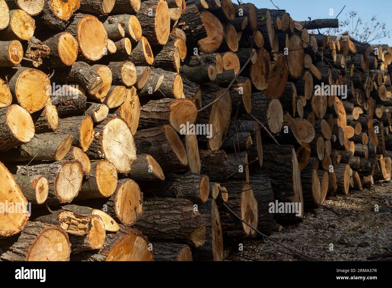 trunks of sweetgum trees cut into pieces and stacked in rows in the ...