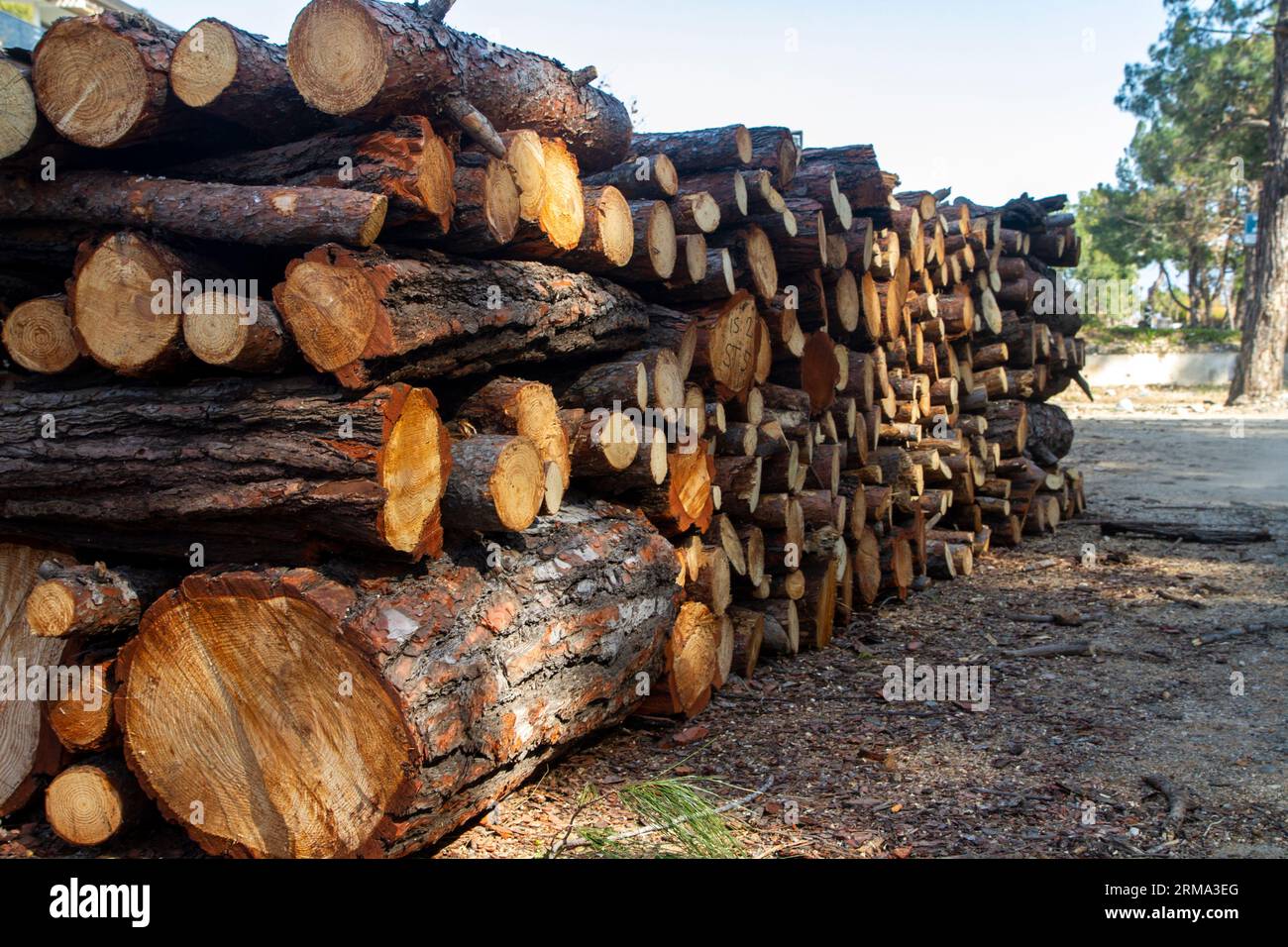 trunks of sweetgum trees cut into pieces and stacked in rows in the ...