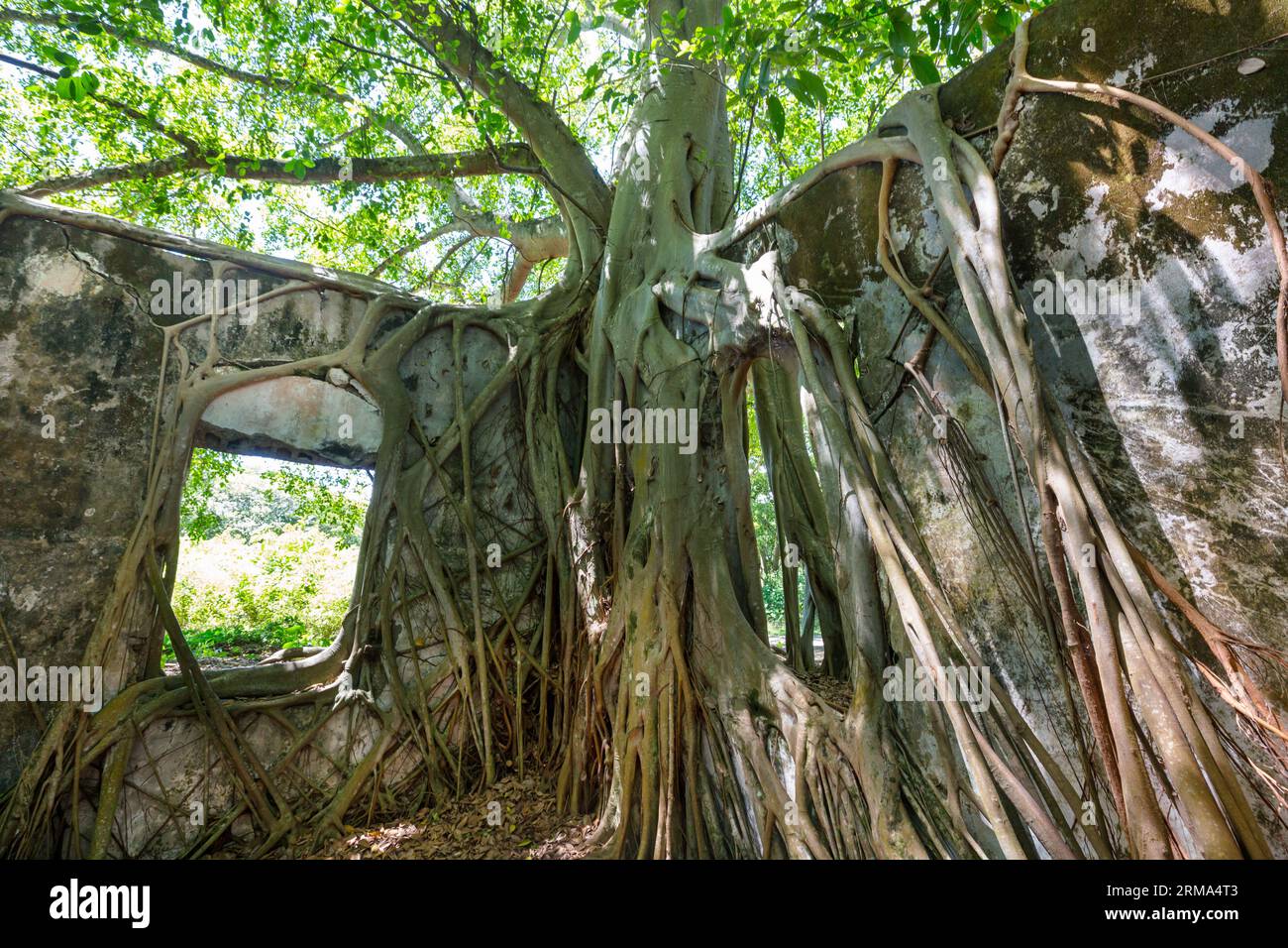 The tree roots that engulf the ruins. Armero, Tolima ruins of volcanic ...