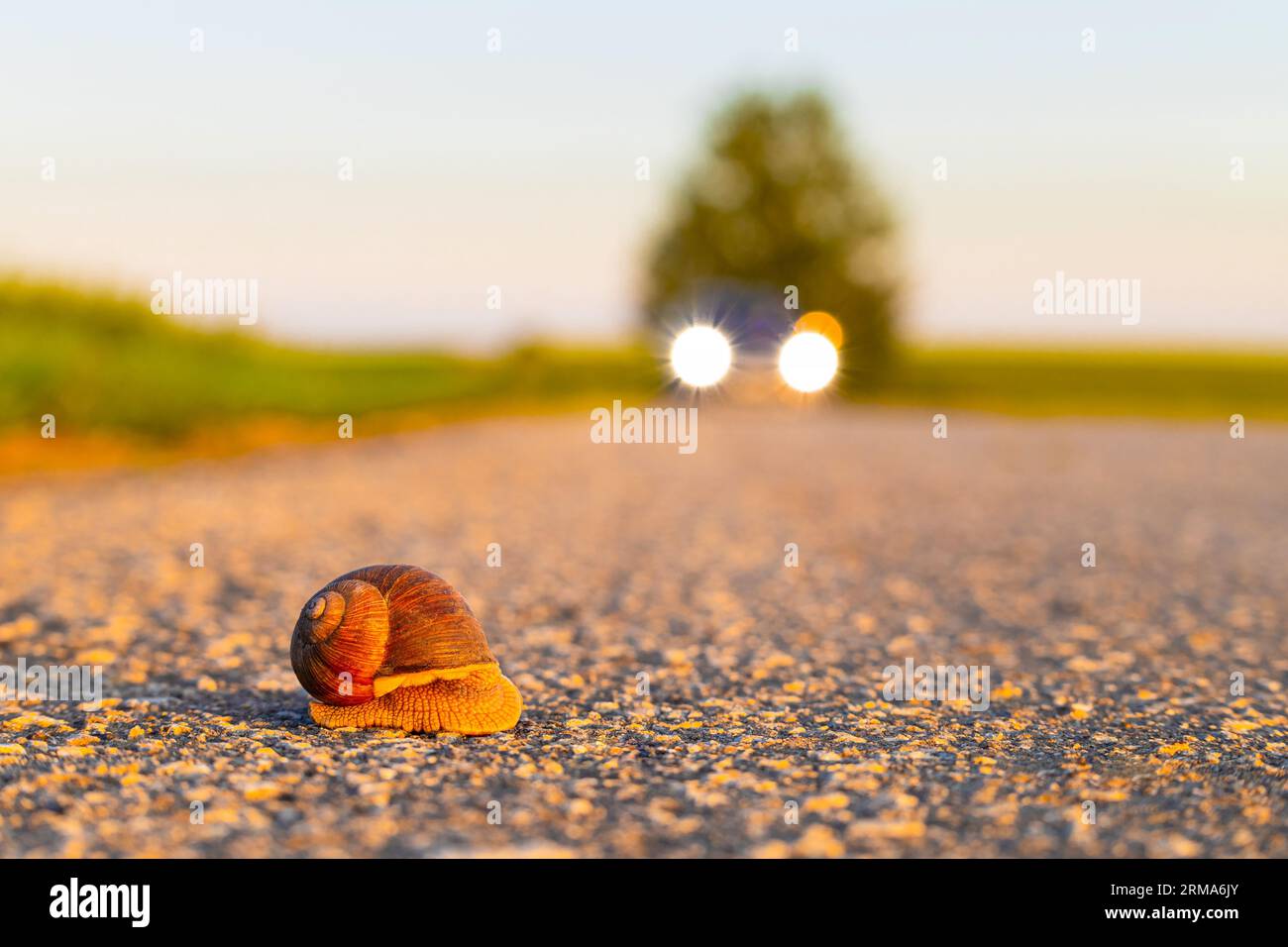 Snail scale hi-res stock photography and images - Alamy