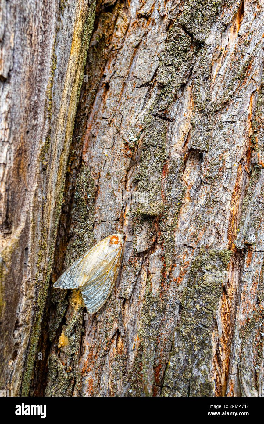 Tree bark disguise hi-res stock photography and images - Alamy