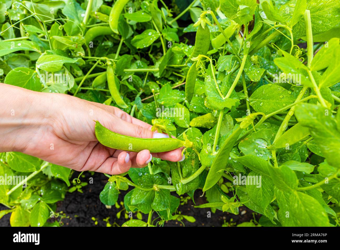 Man picking peas hi-res stock photography and images - Alamy