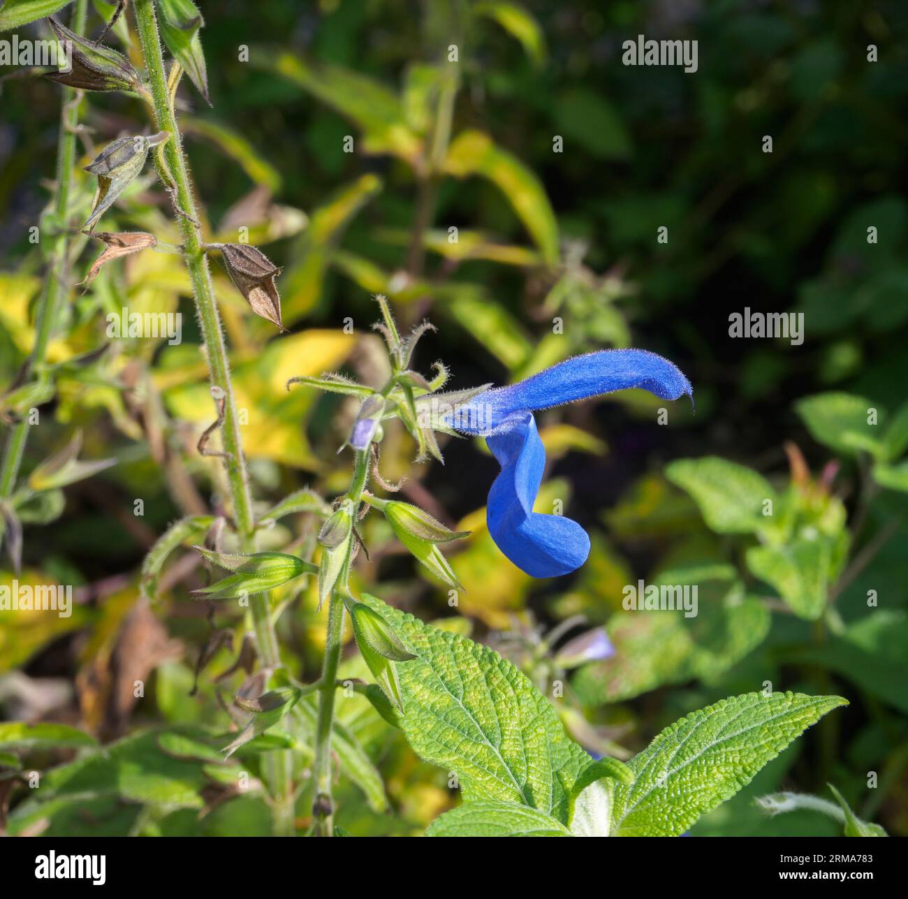 The cambridge blue hi-res stock photography and images - Alamy