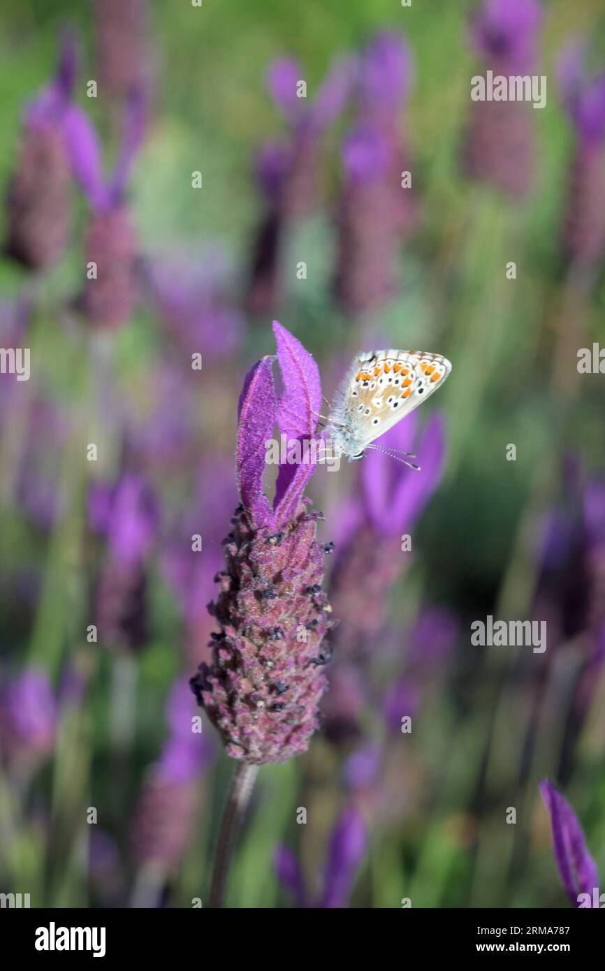 Butterfly in blooming lavender field hi-res stock photography and ...