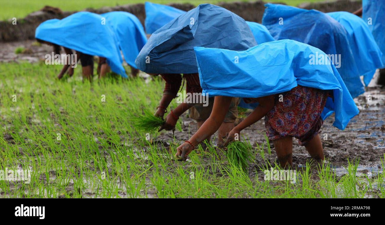 Nepal kathmandu agricltue rice hi-res stock photography and images - Alamy
