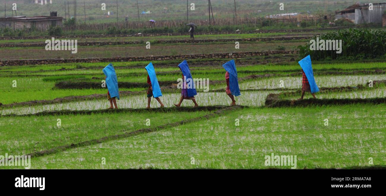 Nepal kathmandu agricltue rice hi-res stock photography and images - Alamy