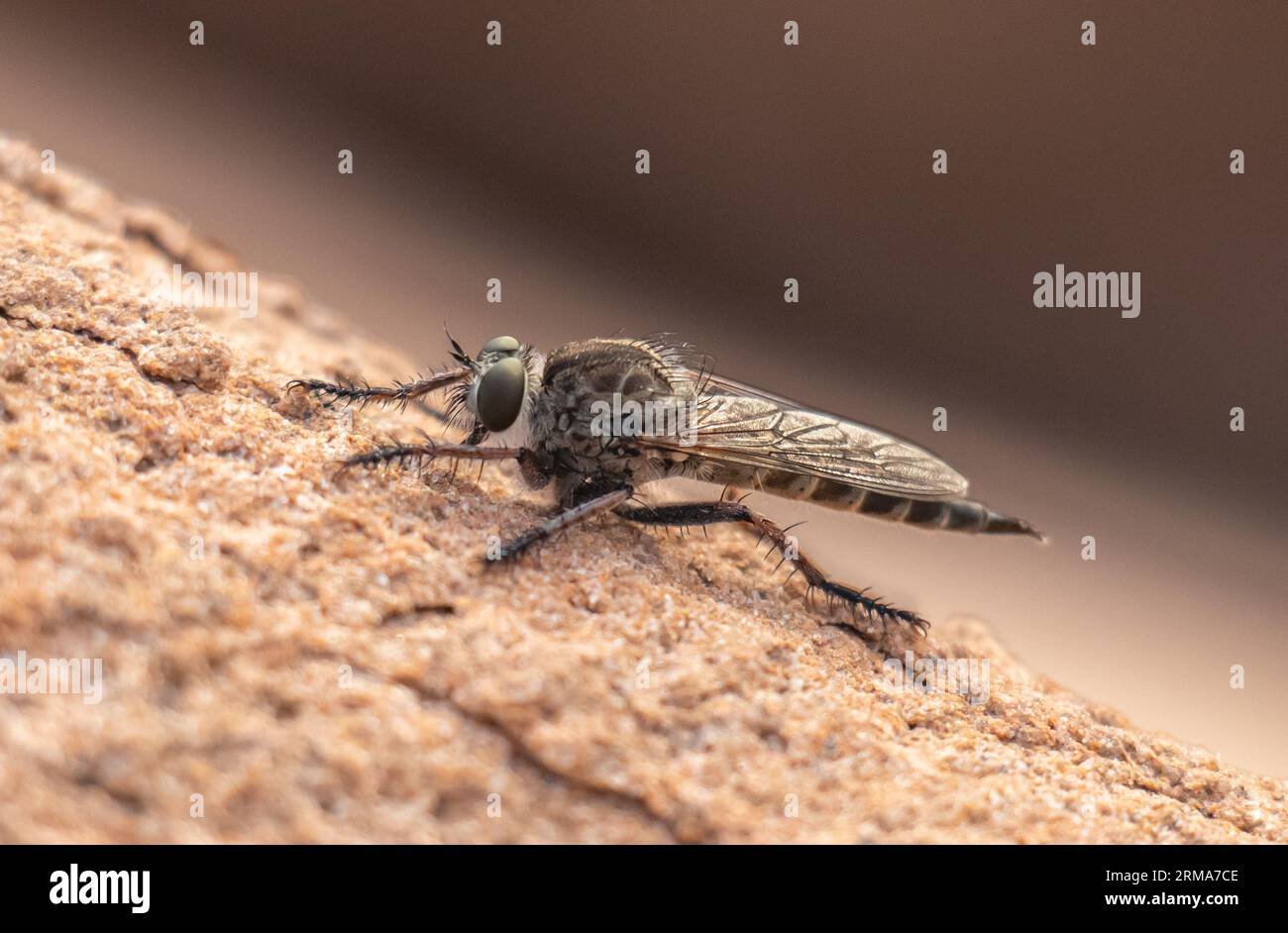 Insects in their natural habitat hi-res stock photography and images ...