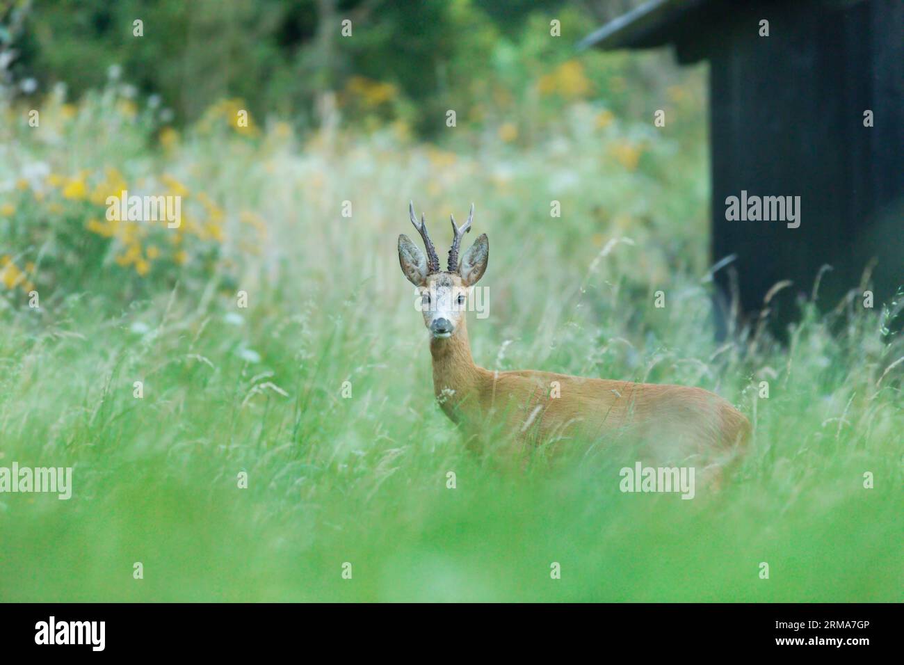European roe deer (Capreolus capreolus) in a rustic environment by the ...