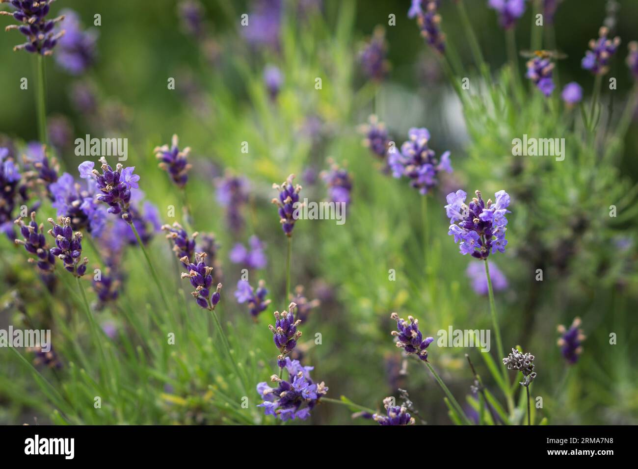 Lavender bush in full hi-res stock photography and images - Alamy