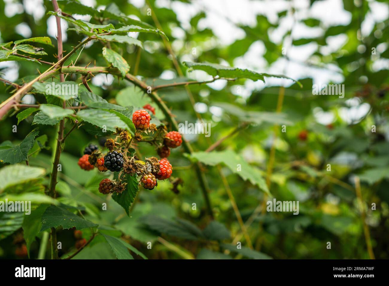 wild raspberry bush with black an red fruit Stock Photo - Alamy